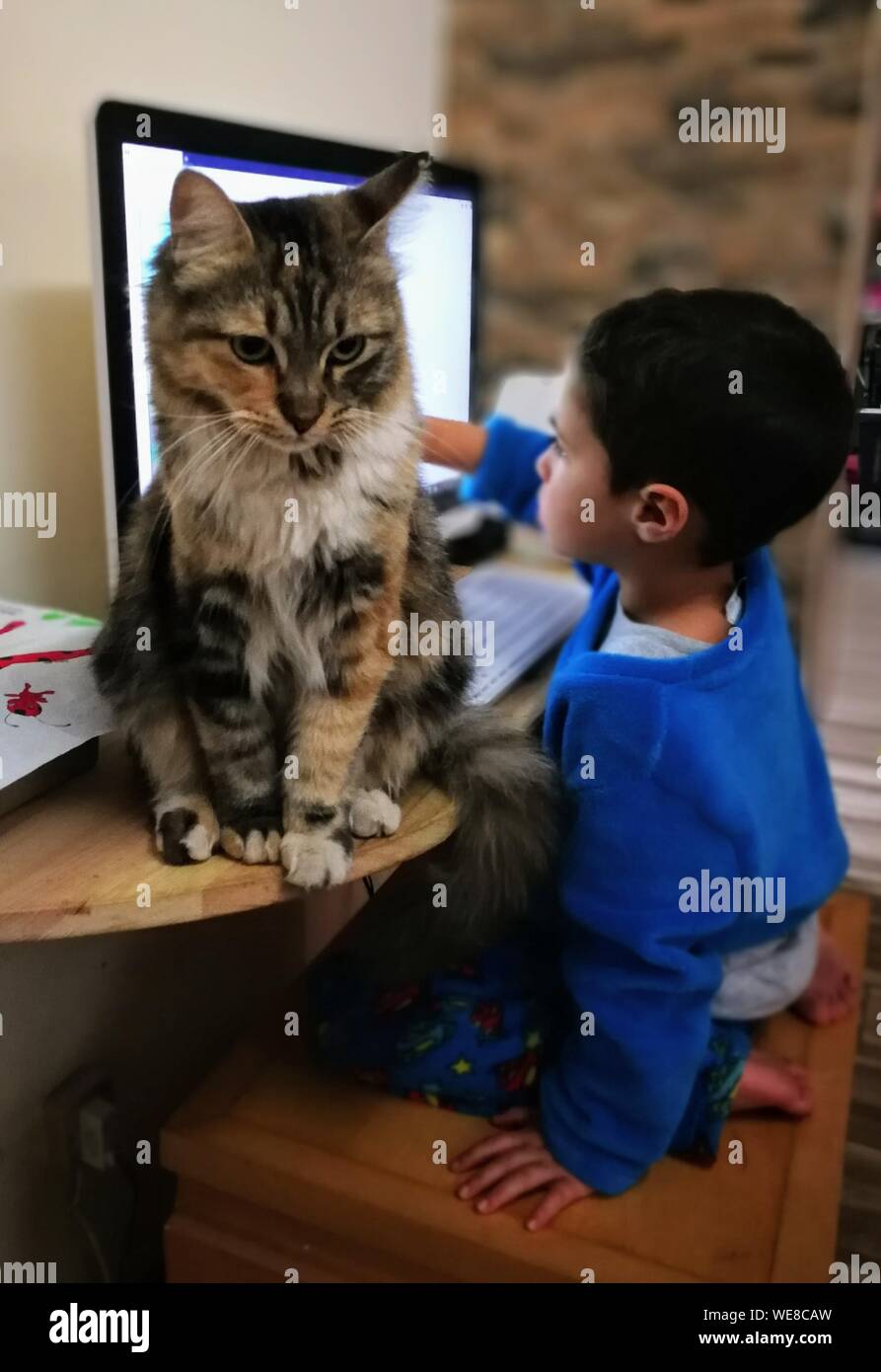 Cat using computer hi-res stock photography and images - Alamy