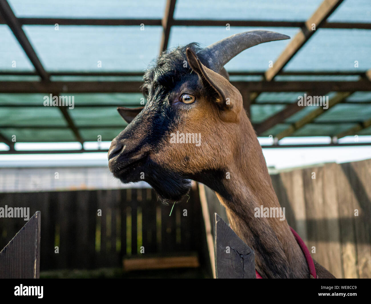 A curious goat peeks out from behind a fence. Pet on a small farm Stock ...