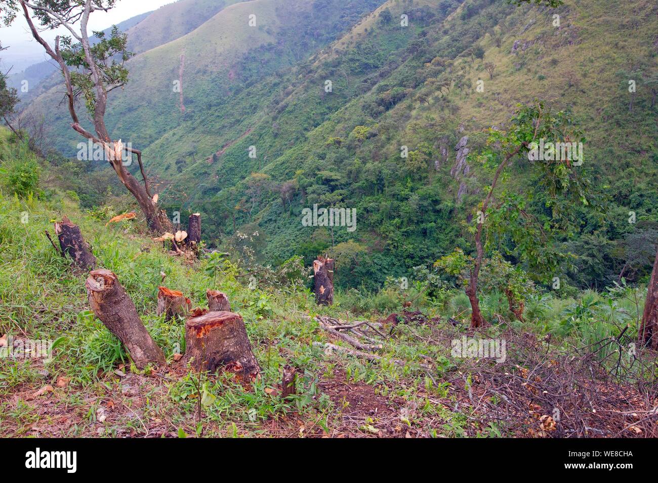 Burundi, Kigwena forest Nature Reserve in the bututsi, deforestation ...