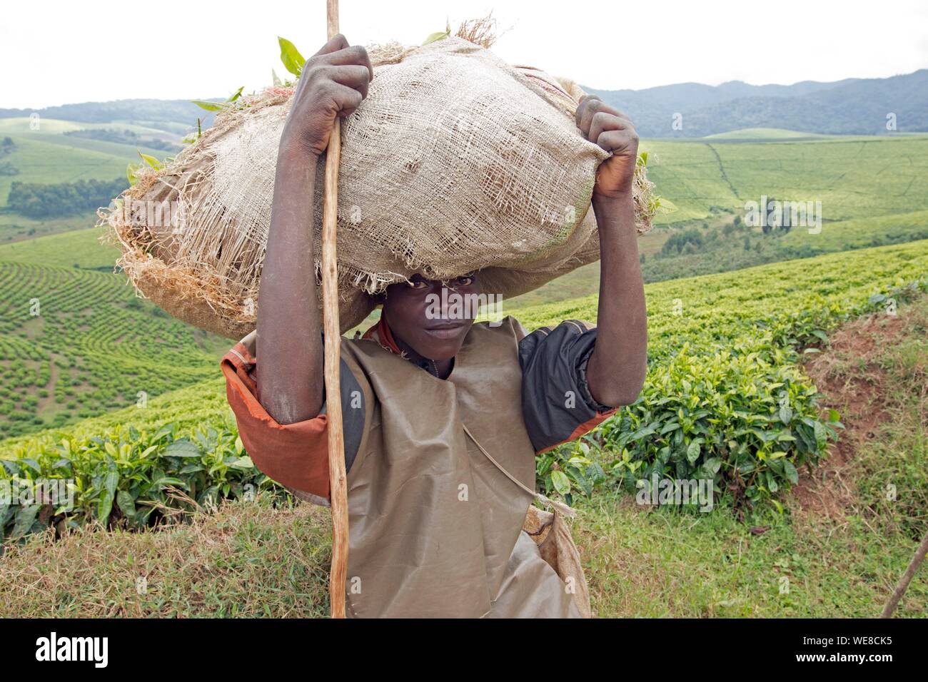 Burundi, Kibira National Park, Teza, Rwegura, Tea collection Stock ...