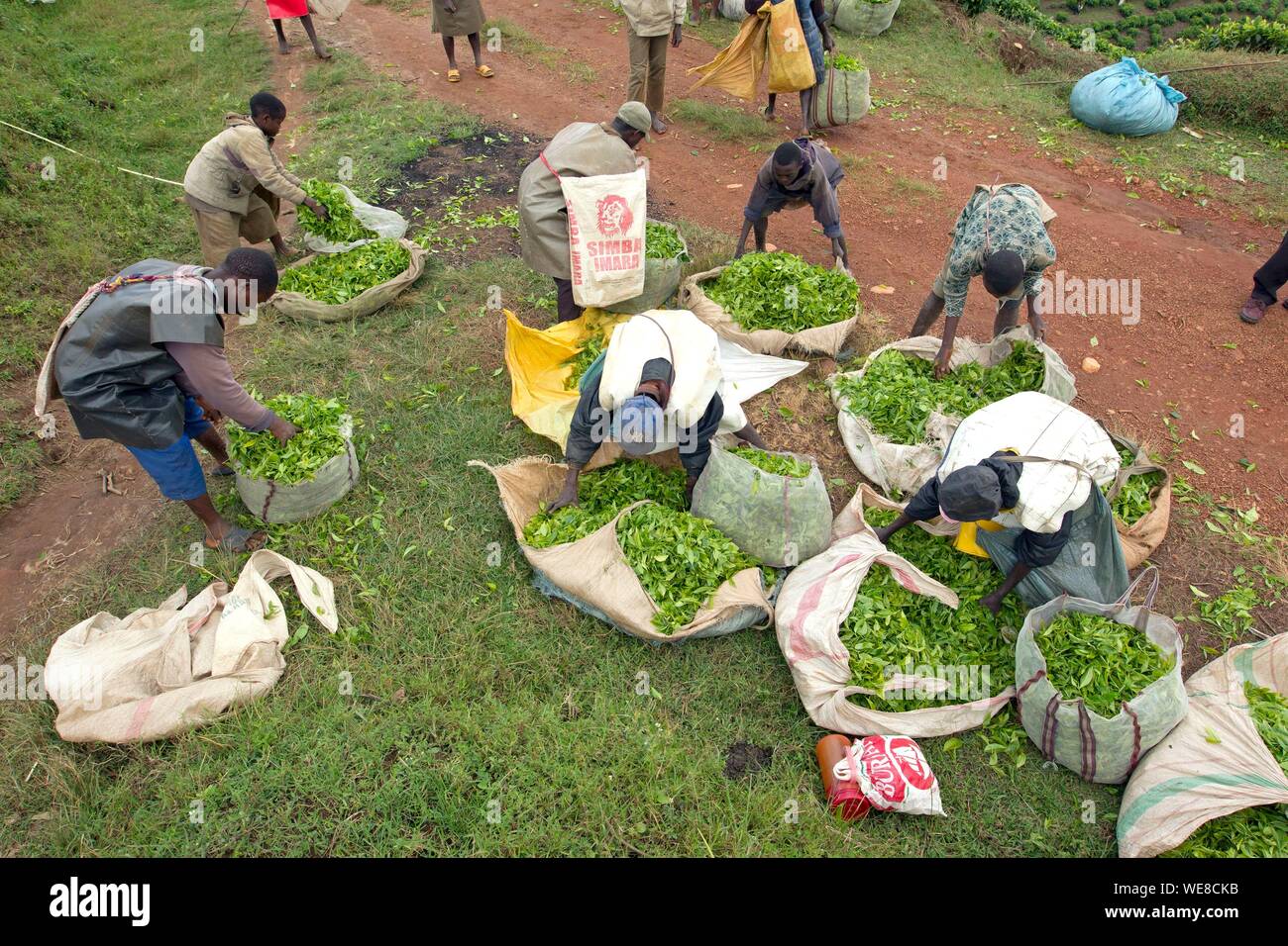 Burundi, Kibira National Park, Teza, Rwegura, Tea collection Stock ...