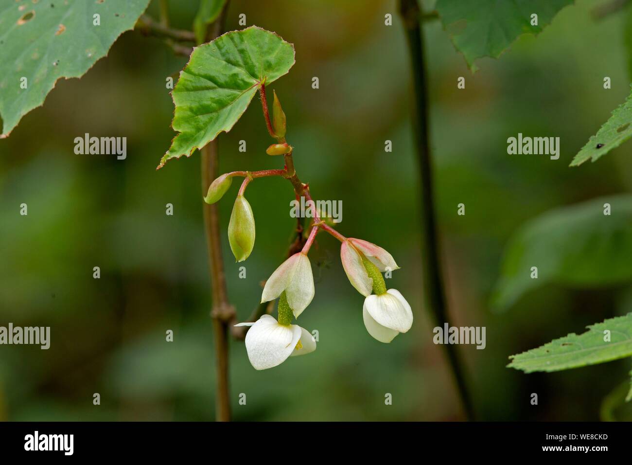 Burundi, Kibira National Park, mountain forest, begonia Stock Photo - Alamy