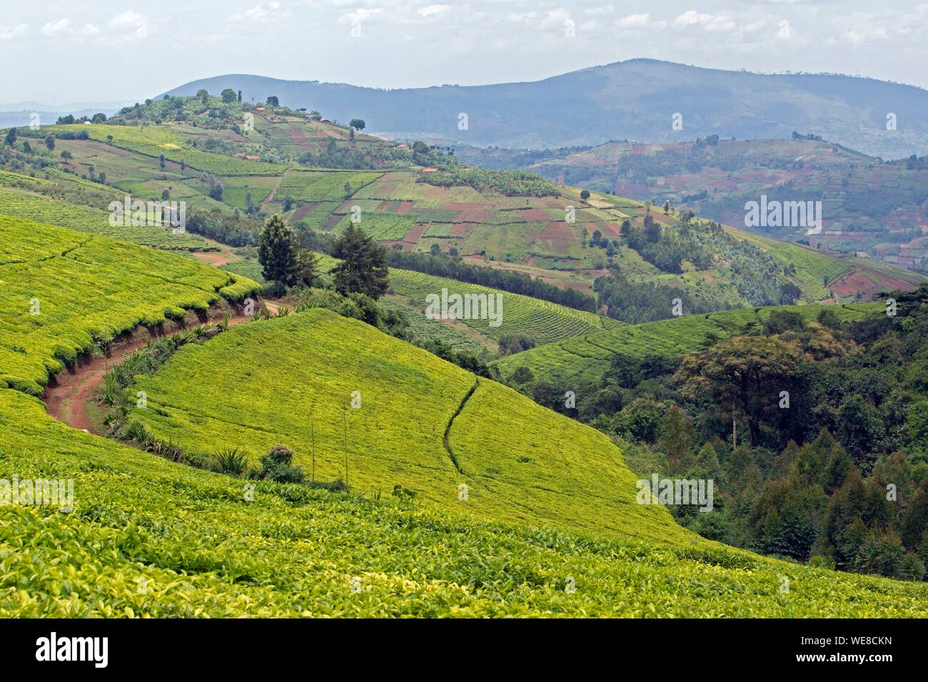 Burundi, Kibira National Park, Teza, Rwegura, Tea collection Stock ...