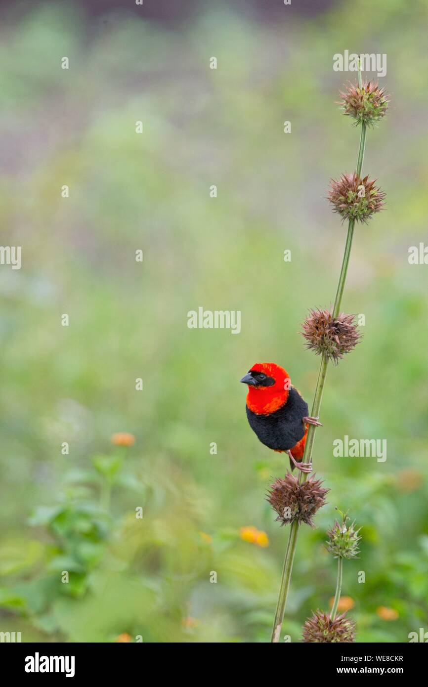 Burundi, Southern Red Bishop, (Euplectes orix Stock Photo - Alamy