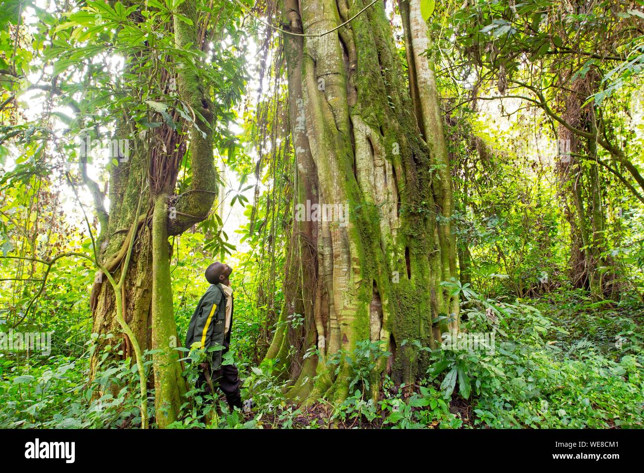 Mountain tree nature forest hi-res stock photography and images - Alamy