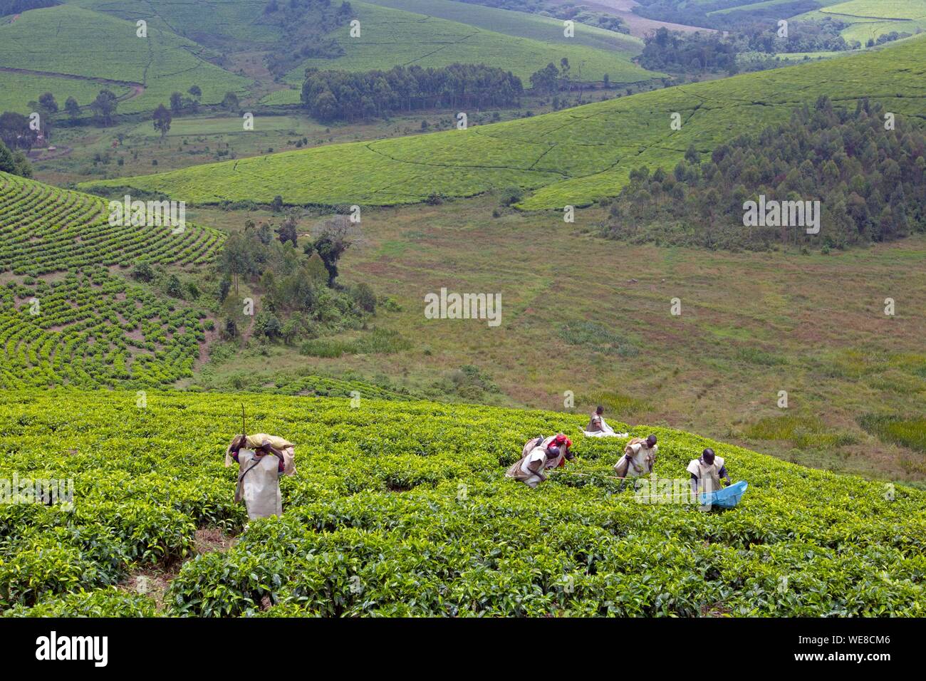 Burundi, Kibira National Park, Teza, Rwegura, Tea collection Stock ...