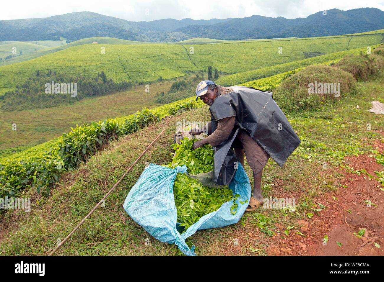 Burundi, Kibira National Park, Teza, Rwegura, Tea collection Stock ...