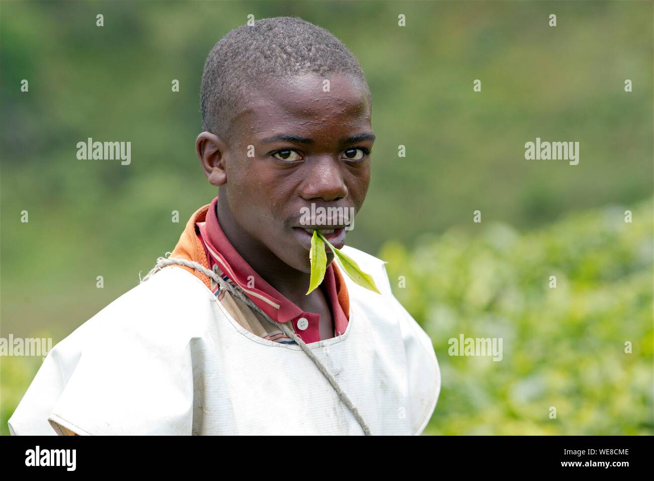 Burundi, Kibira National Park, Teza, Rwegura, Tea collection Stock ...