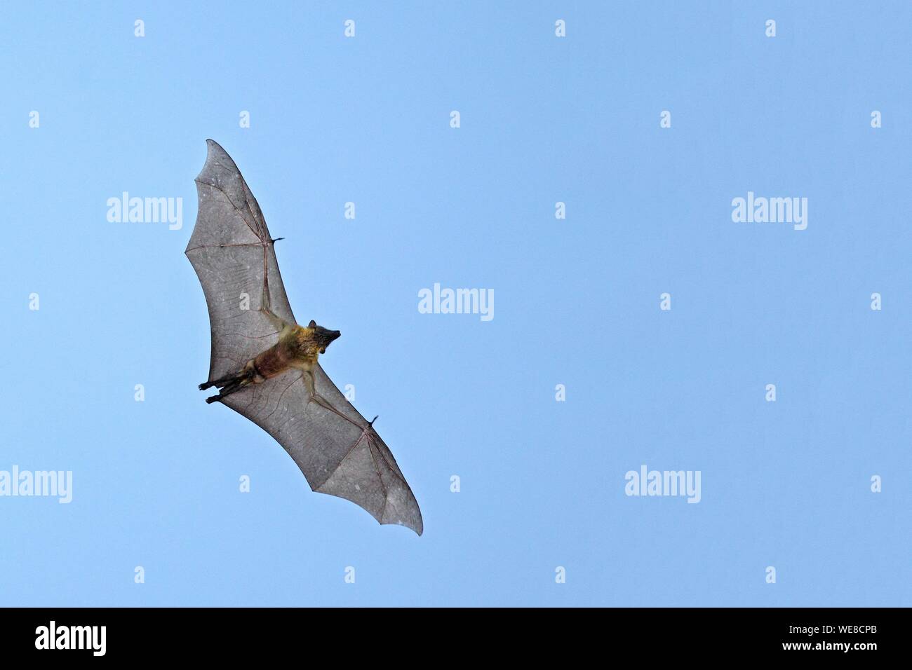 Burundi, city of Bujumbura, African Straw-coloured Fruit-bat (Eidolon ...