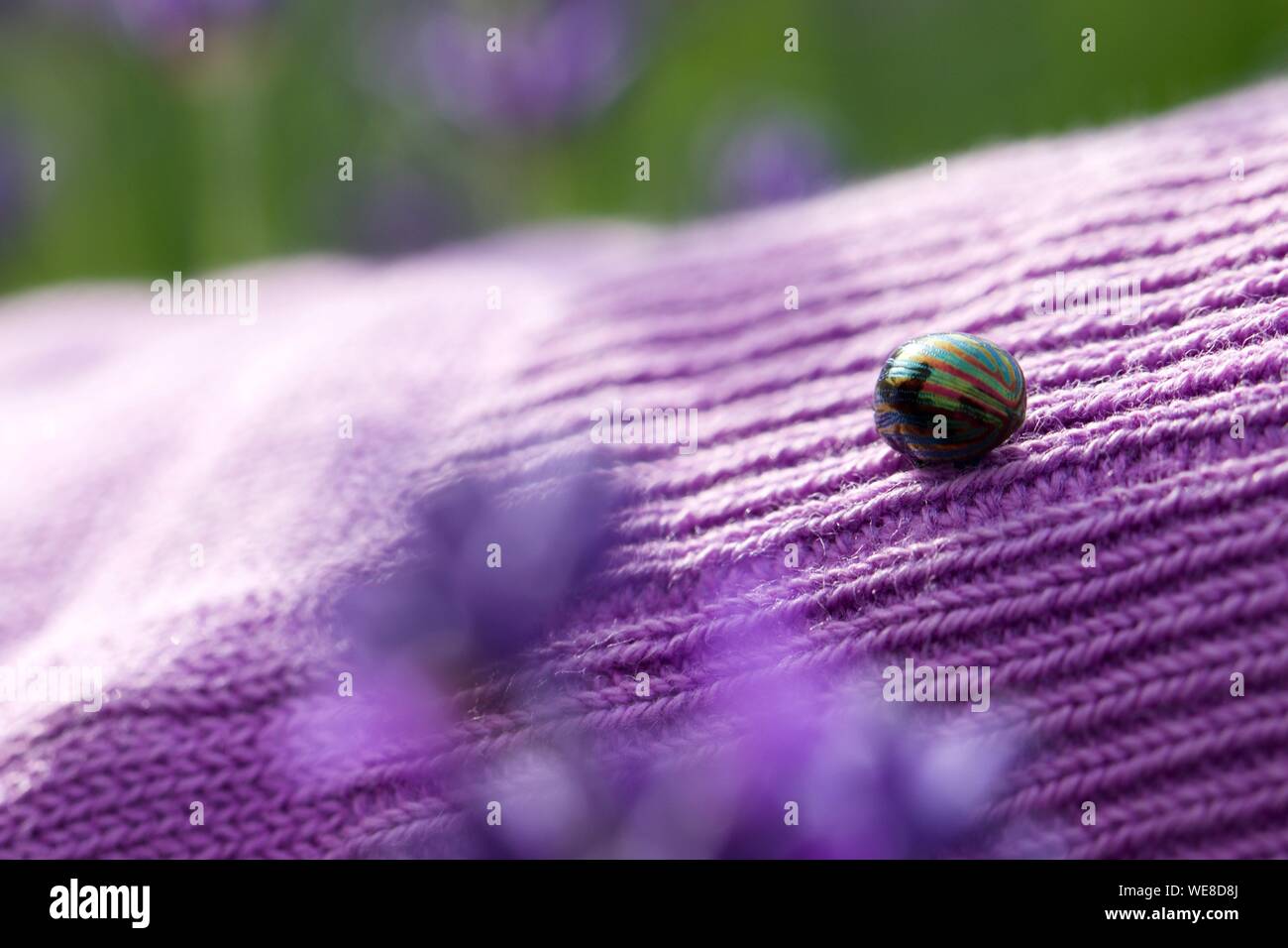 Wool beetle hi-res stock photography and images - Alamy