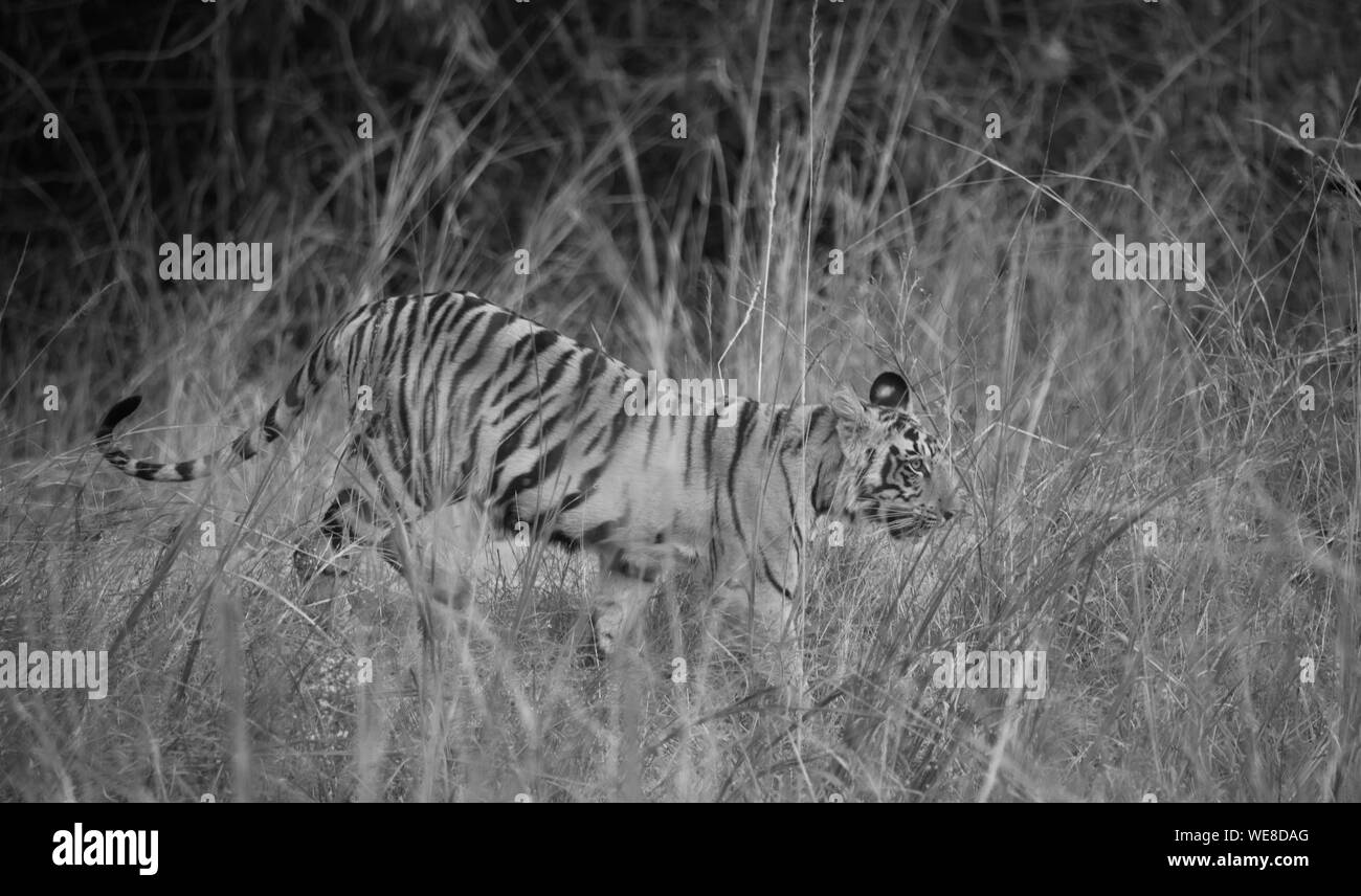 Tiger side view Black and White Stock Photos & Images - Alamy