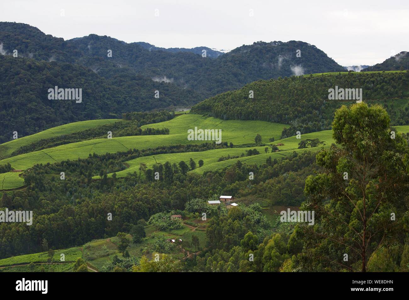 Rwanda, Nyungwe, landscape of wooded hills and tea plantations in ...