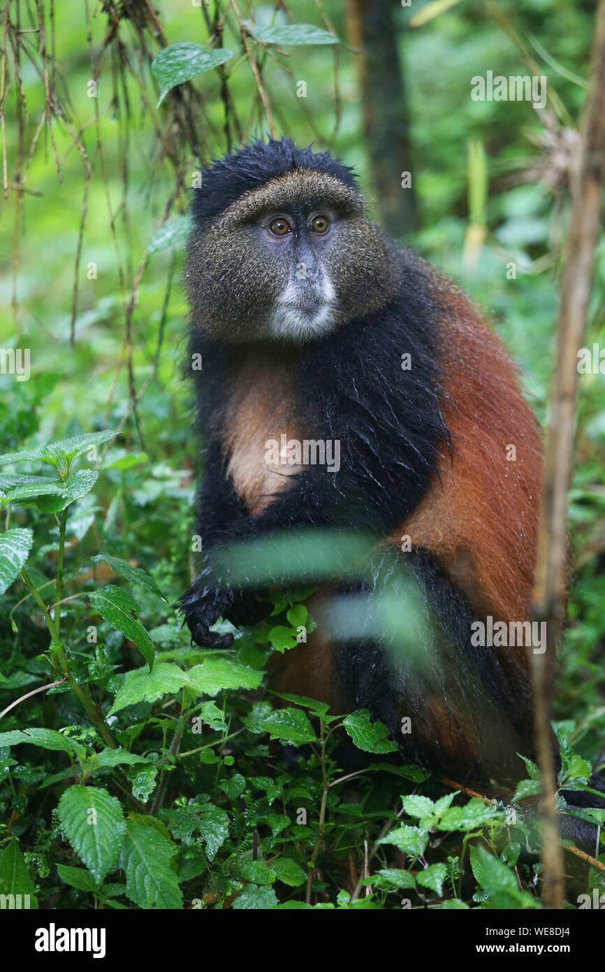 Rwanda, Volcanoes National Park, golden monkey on the forest floor ...