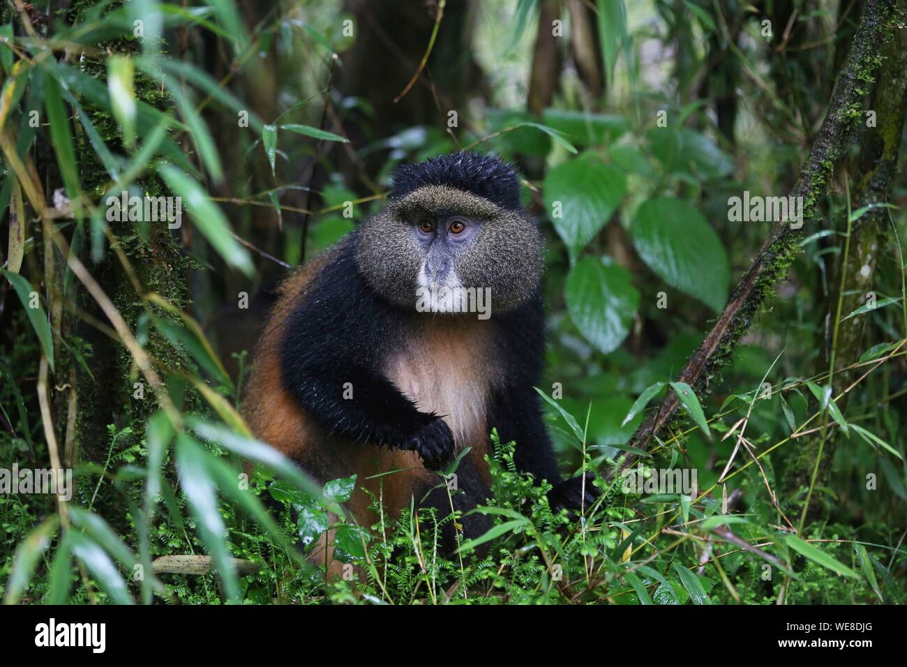 Rwanda, Volcanoes National Park, golden monkey on the forest floor ...