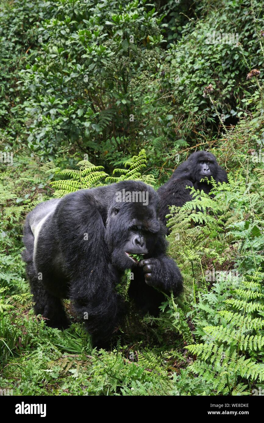 Rwanda, Volcanoes National Park, male mountain gorilla or silverback ...