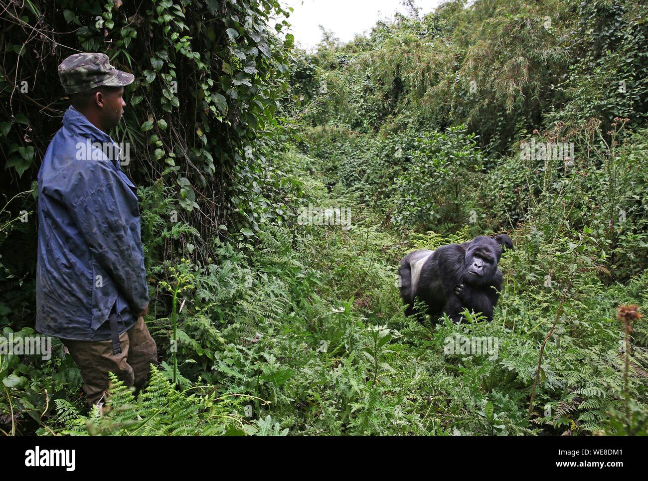 Rwanda, Volcanoes National Park, male mountain gorilla or silver back ...