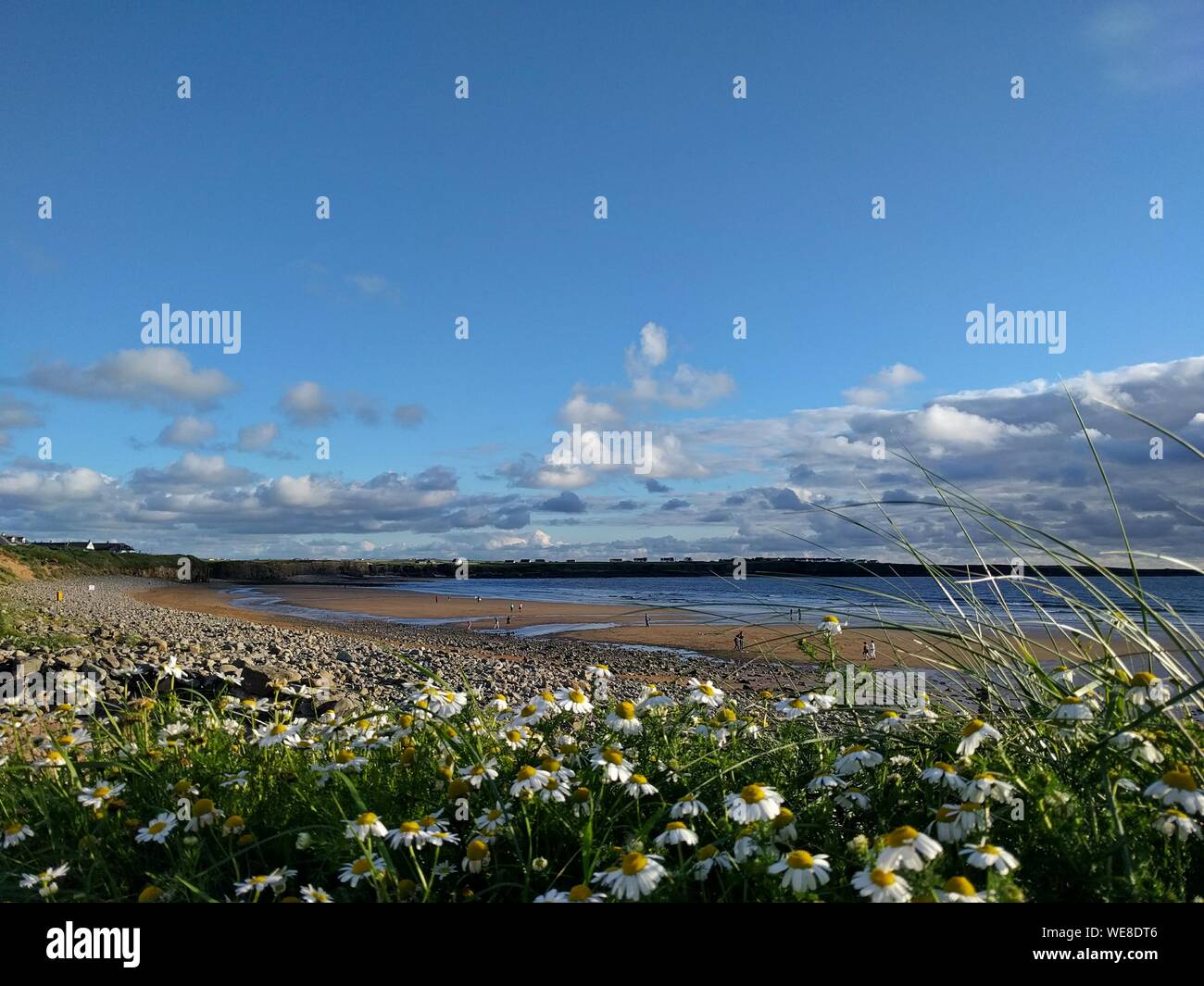White beach flowers hi-res stock photography and images - Alamy