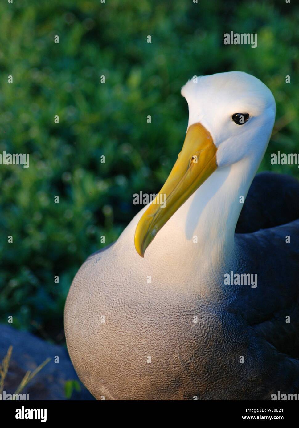 Side profile albatross hi-res stock photography and images - Alamy