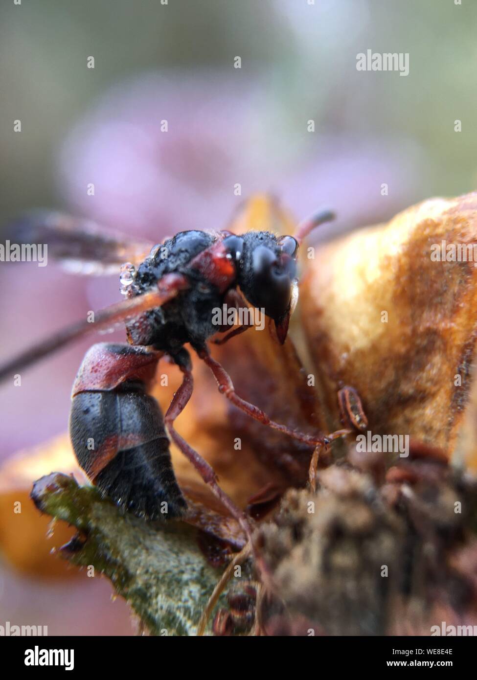 Wasp wet hi-res stock photography and images - Alamy