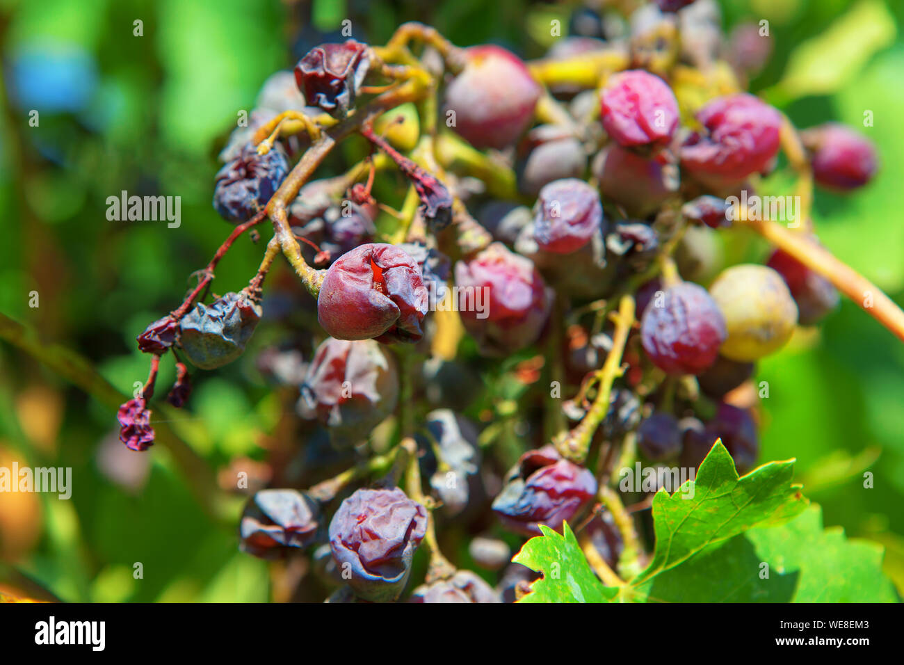 Degrade color hi-res stock photography and images - Alamy