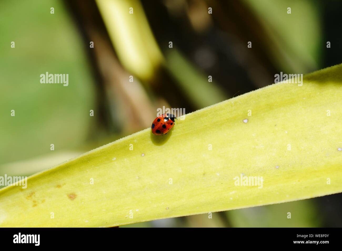 Ladybug antenna hi-res stock photography and images - Alamy