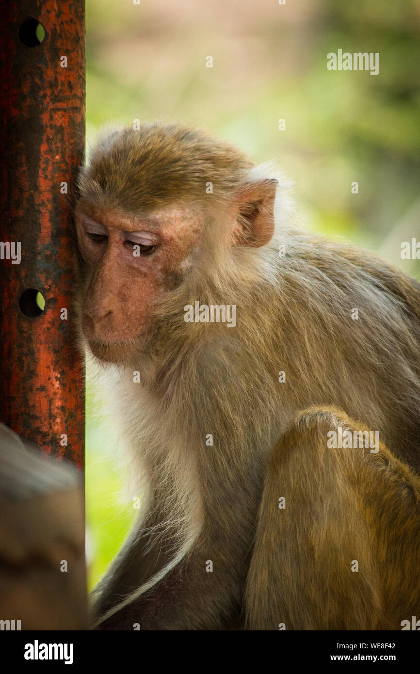 Monkey relaxing hi-res stock photography and images - Alamy