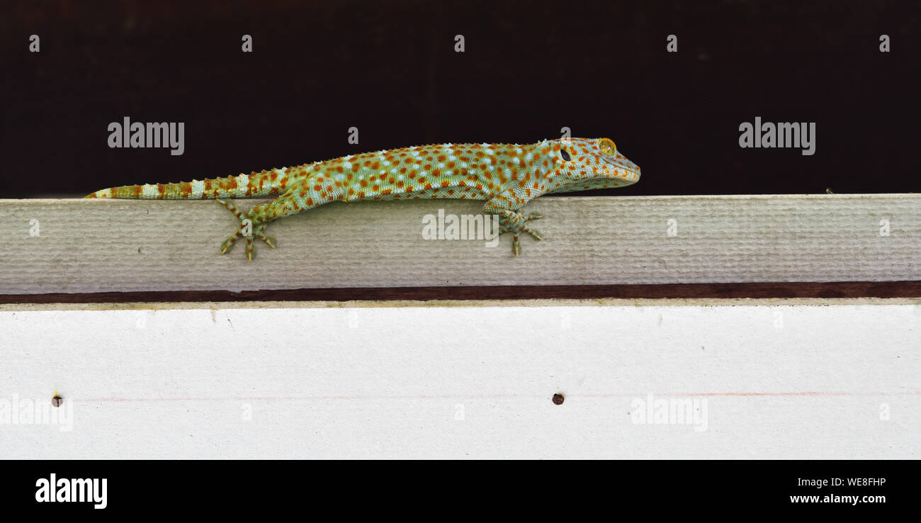Gekko or Tokay gecko on gray wall , Many orange color dots spread on ...