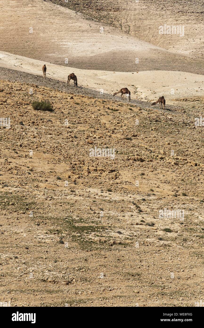 Israel, Judean and Samaria region, Judean desert, Kfar Hanokdim, area ...