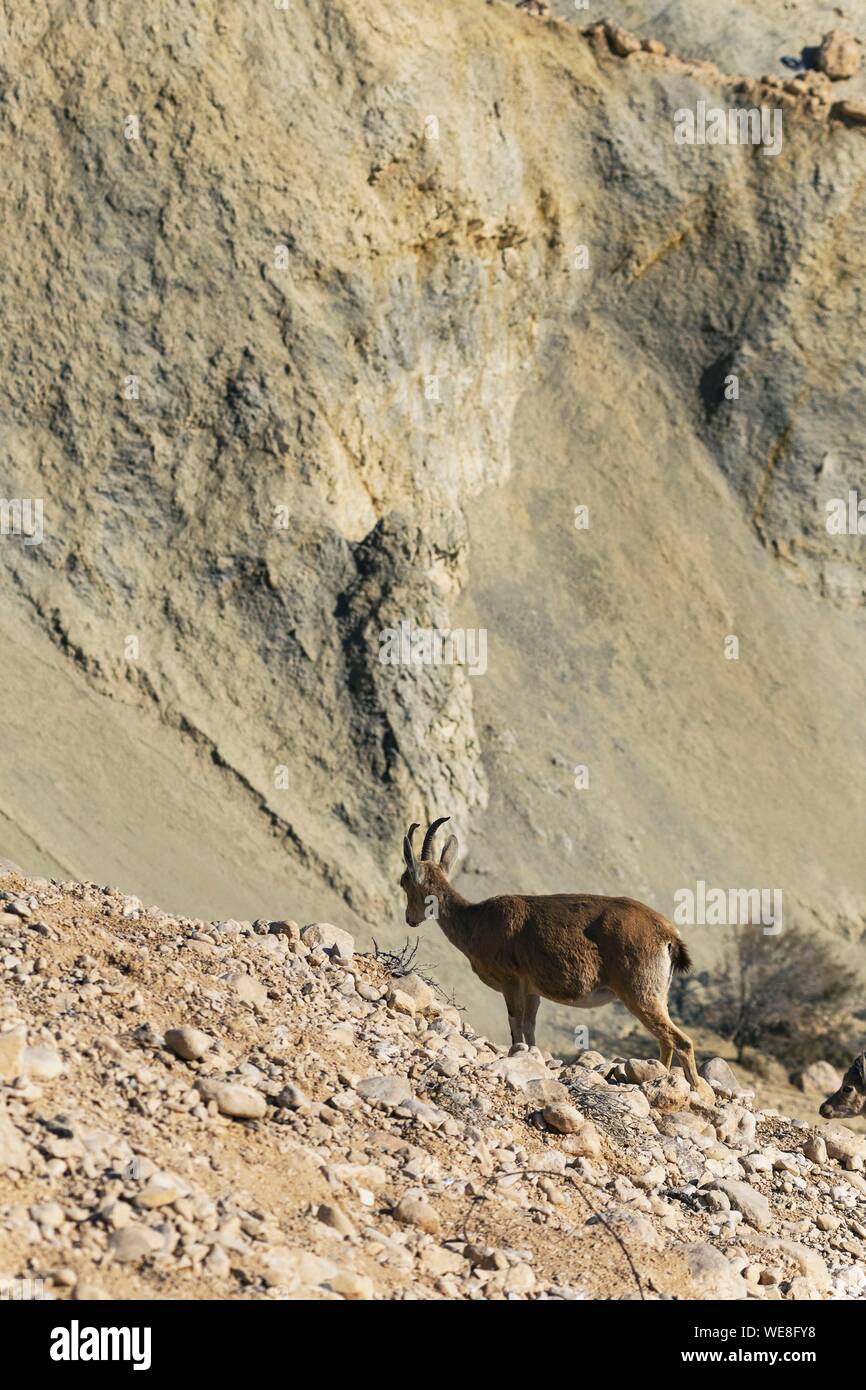 Ein animal hi-res stock photography and images - Alamy