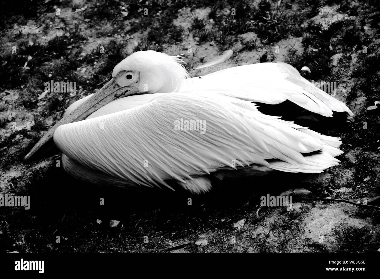 Pelican sitting hi-res stock photography and images - Alamy