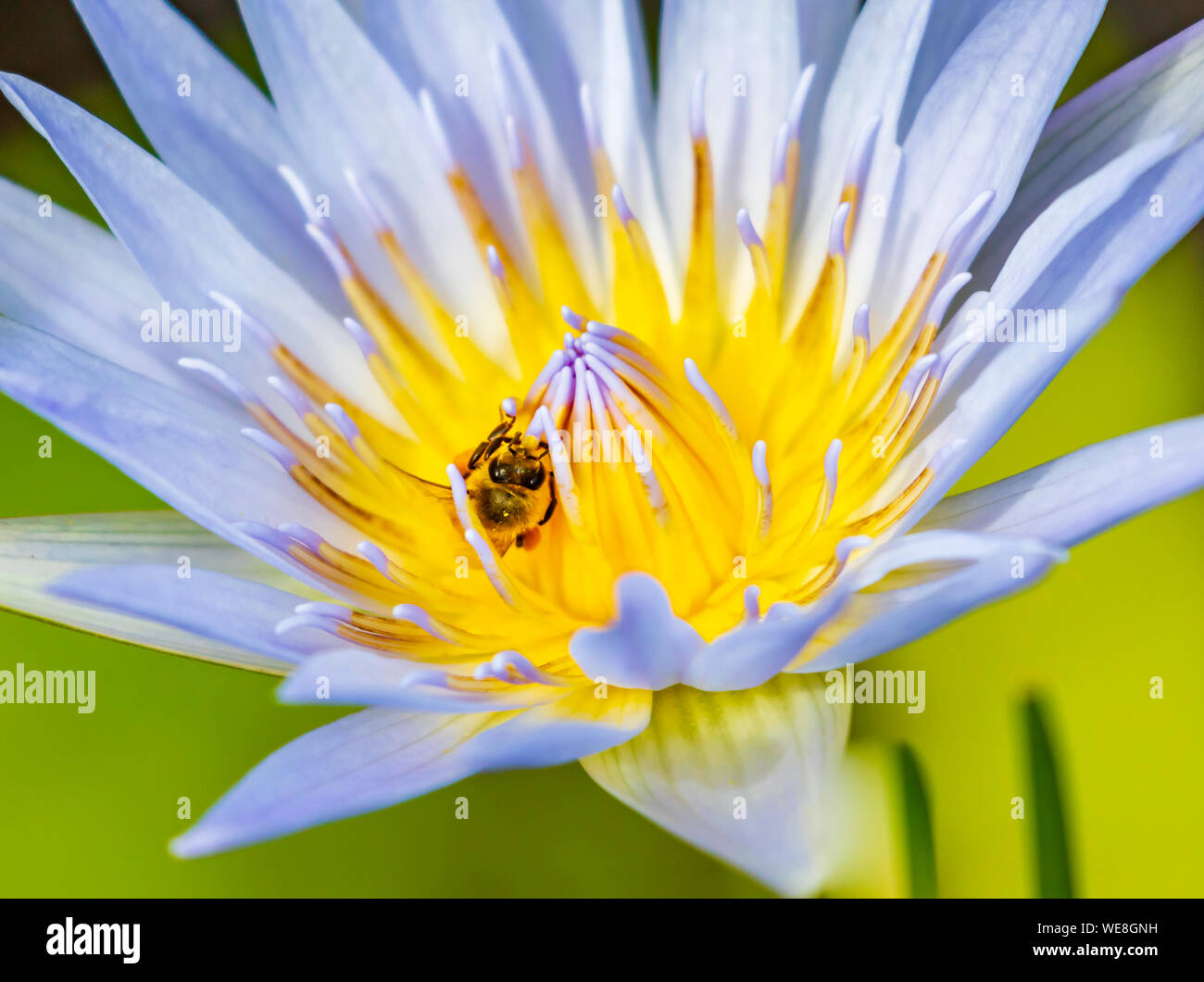 Purple Water Lilly flower with bee Stock Photo - Alamy