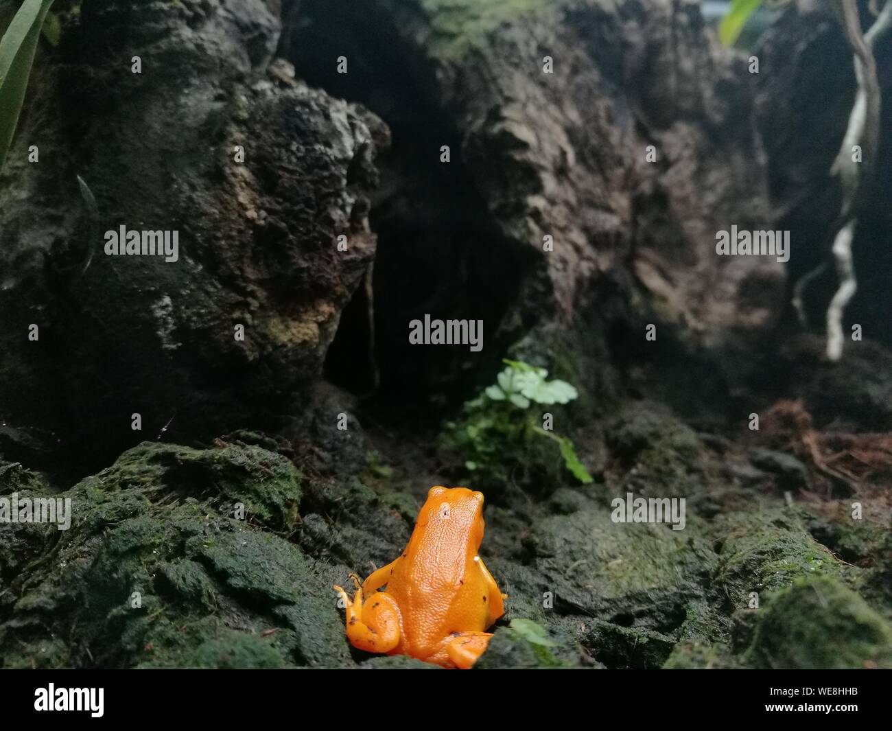 Pumpkin toadlet hi-res stock photography and images - Alamy