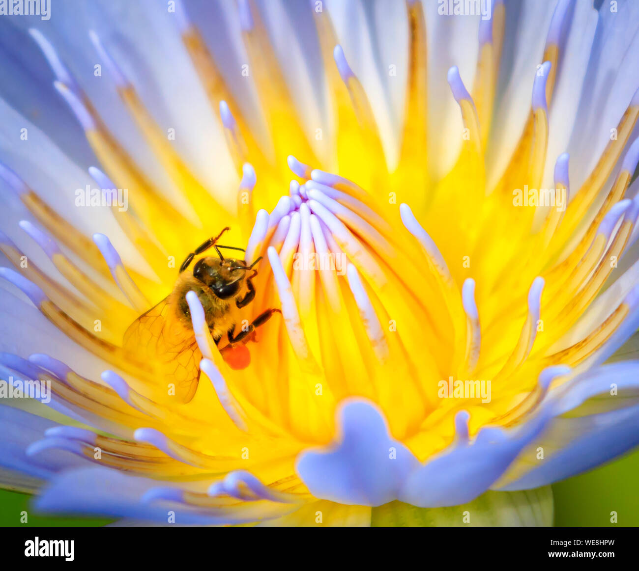 Purple Water Lilly flower with bee Stock Photo - Alamy