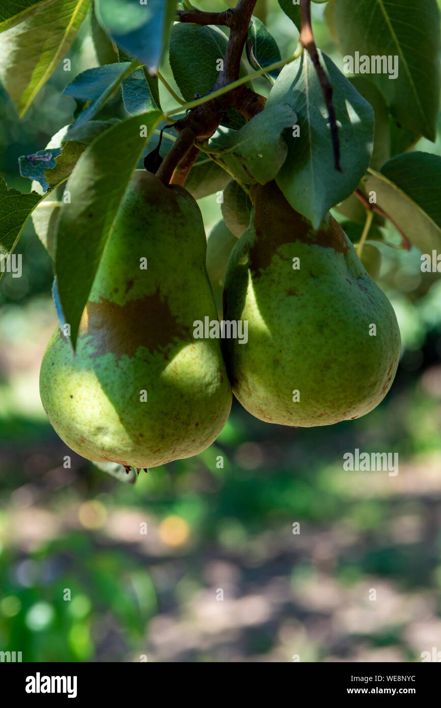 Eco farm with biological orchard, organic conference pear fruit ...