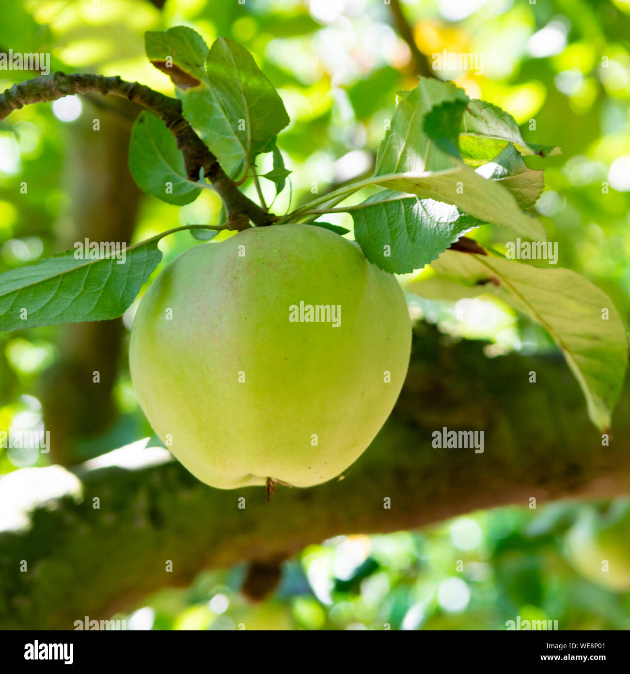 Eco farm with biological orchard, organic apples ripening on apple tree ...