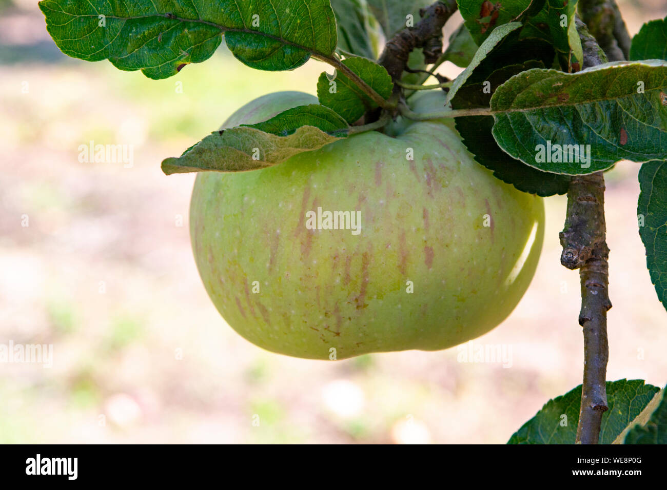 Eco farm with biological orchard, organic apples ripening on apple tree ...
