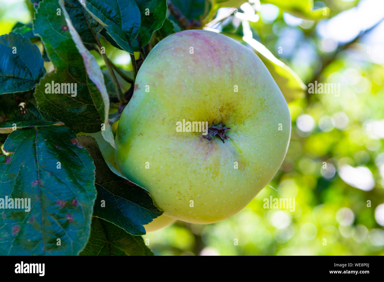 Eco farm with biological orchard, organic apples ripening on apple tree ...