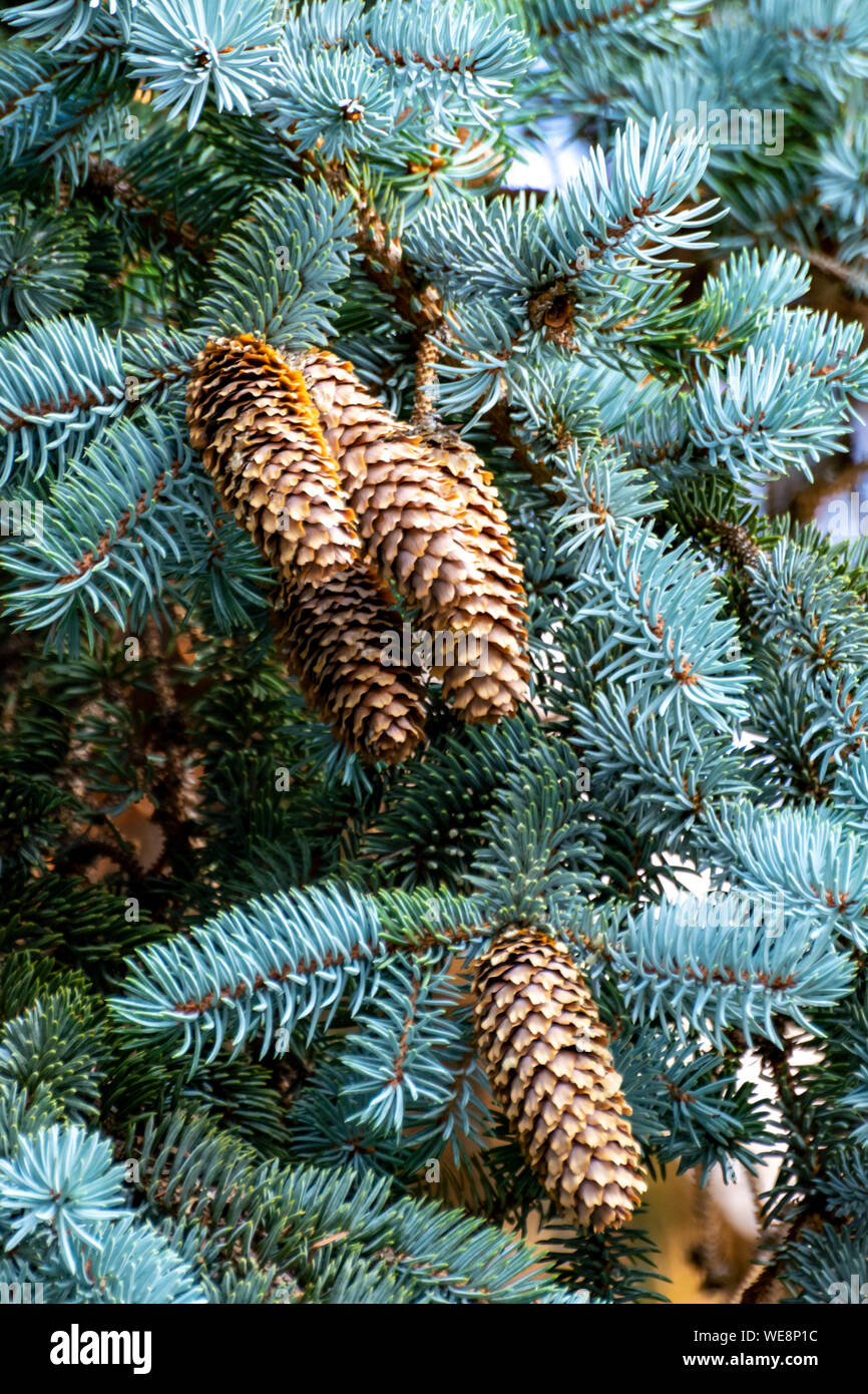Blue spruce tree with long cones, nature Christmas background Stock ...