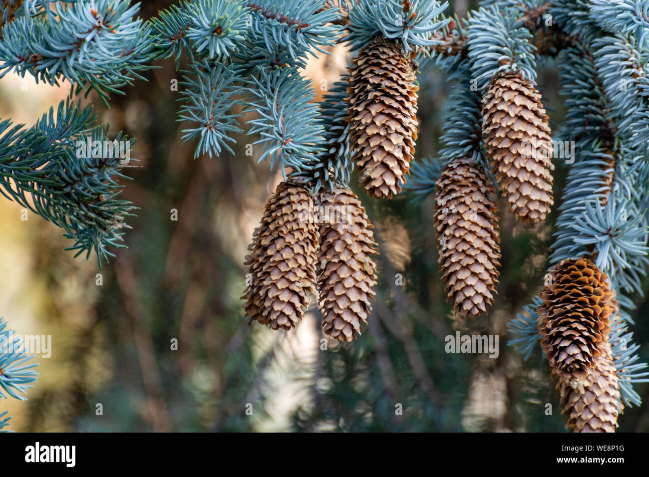Blue spruce tree with long cones, nature Christmas background Stock ...