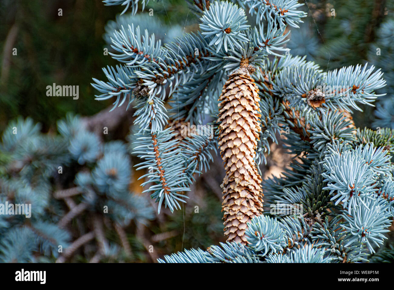 Blue spruce tree with long cones, nature Christmas background Stock ...