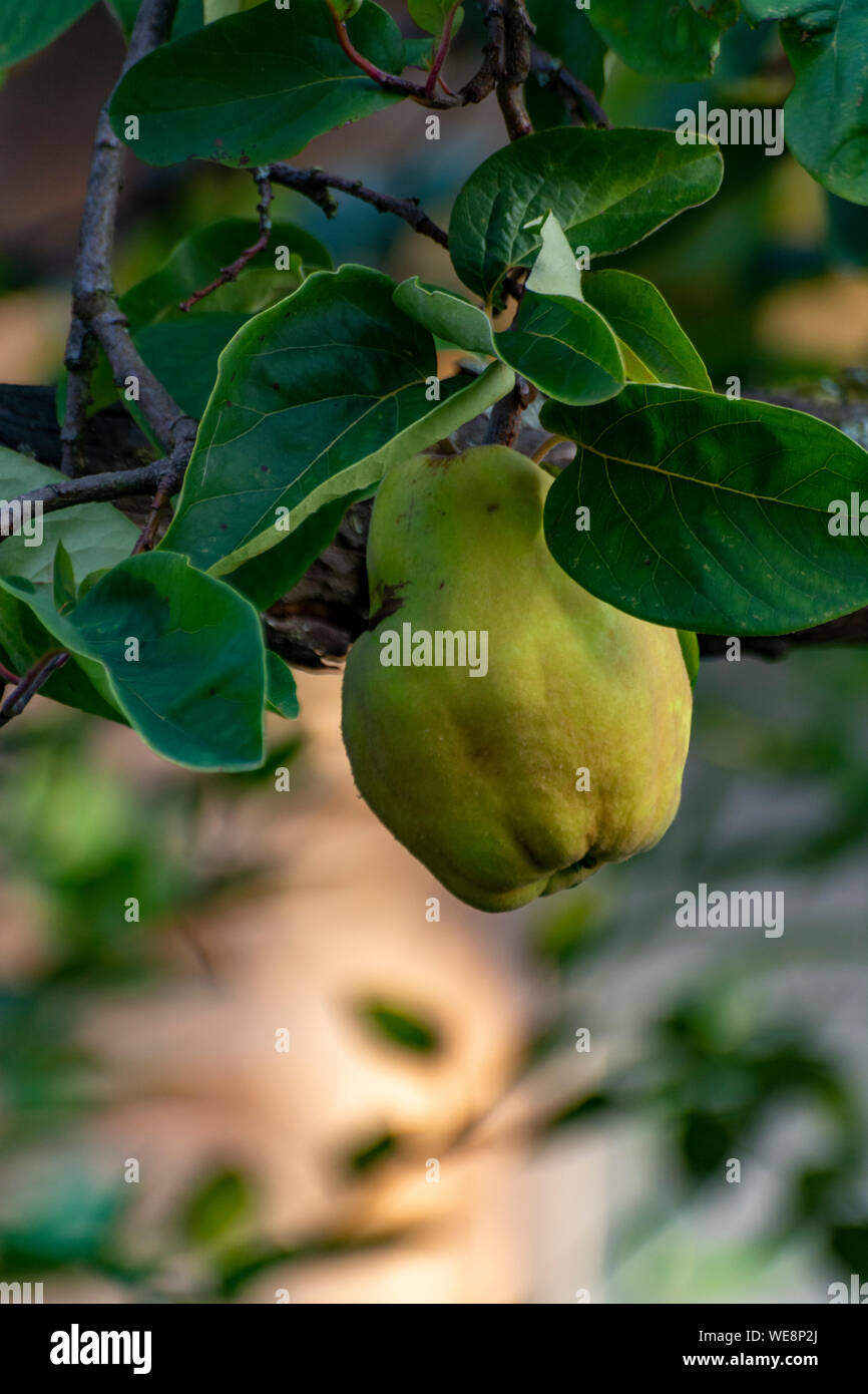 Yellow apple-quince fruits pirening on quince tree in garden Stock ...