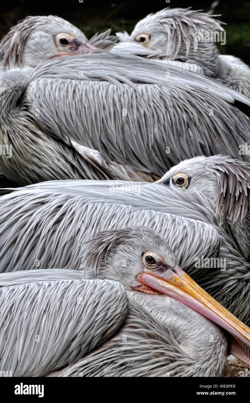 Pelicans In Zoo Stock Photo - Alamy
