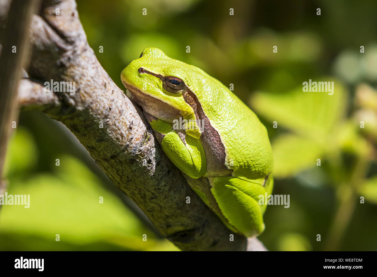 Closeup of a small European tree frog Hyla arborea, Rana arborea ...