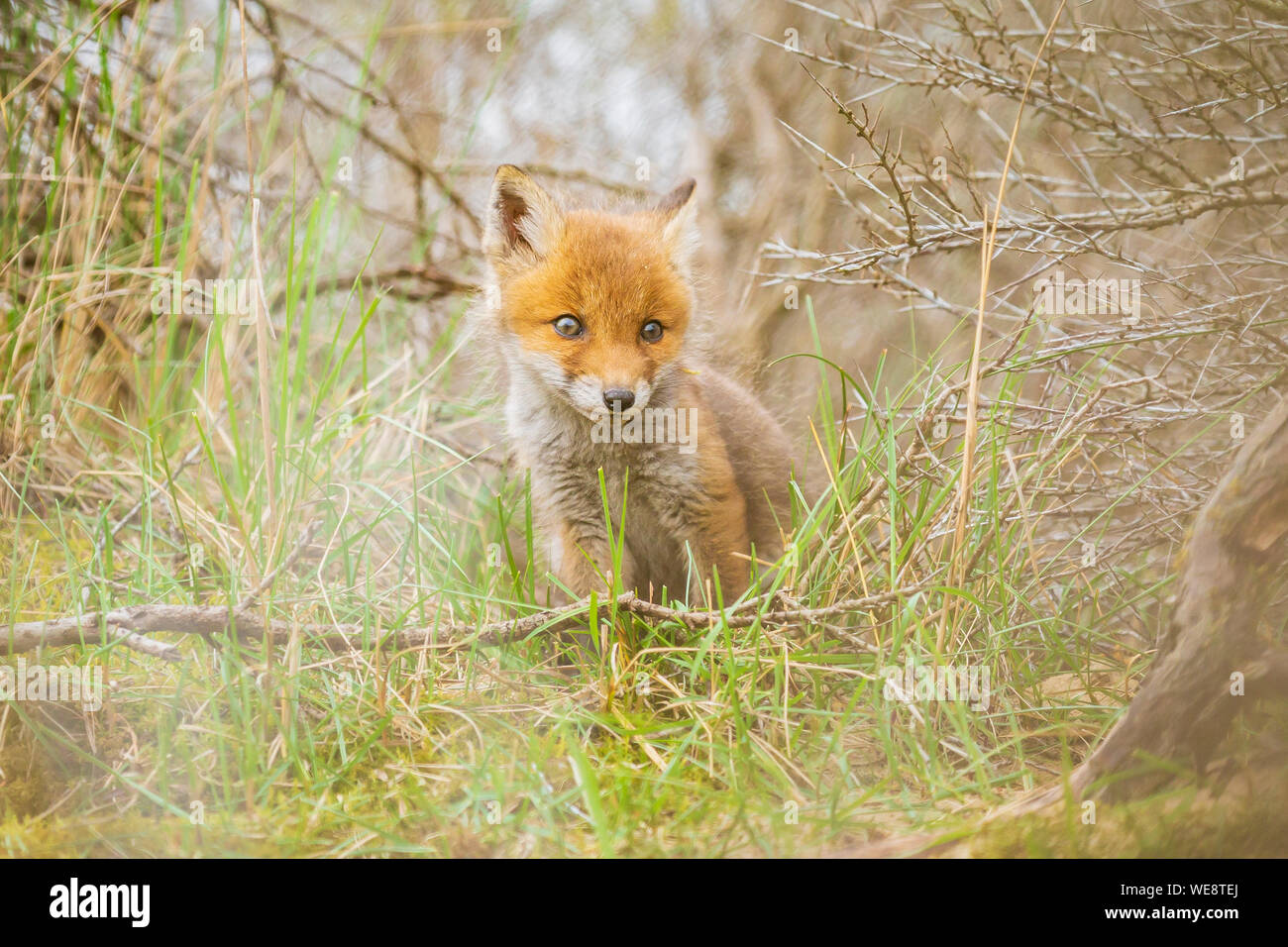 Wild young baby red fox cub vulpes vulpes exploring a forest, selective ...