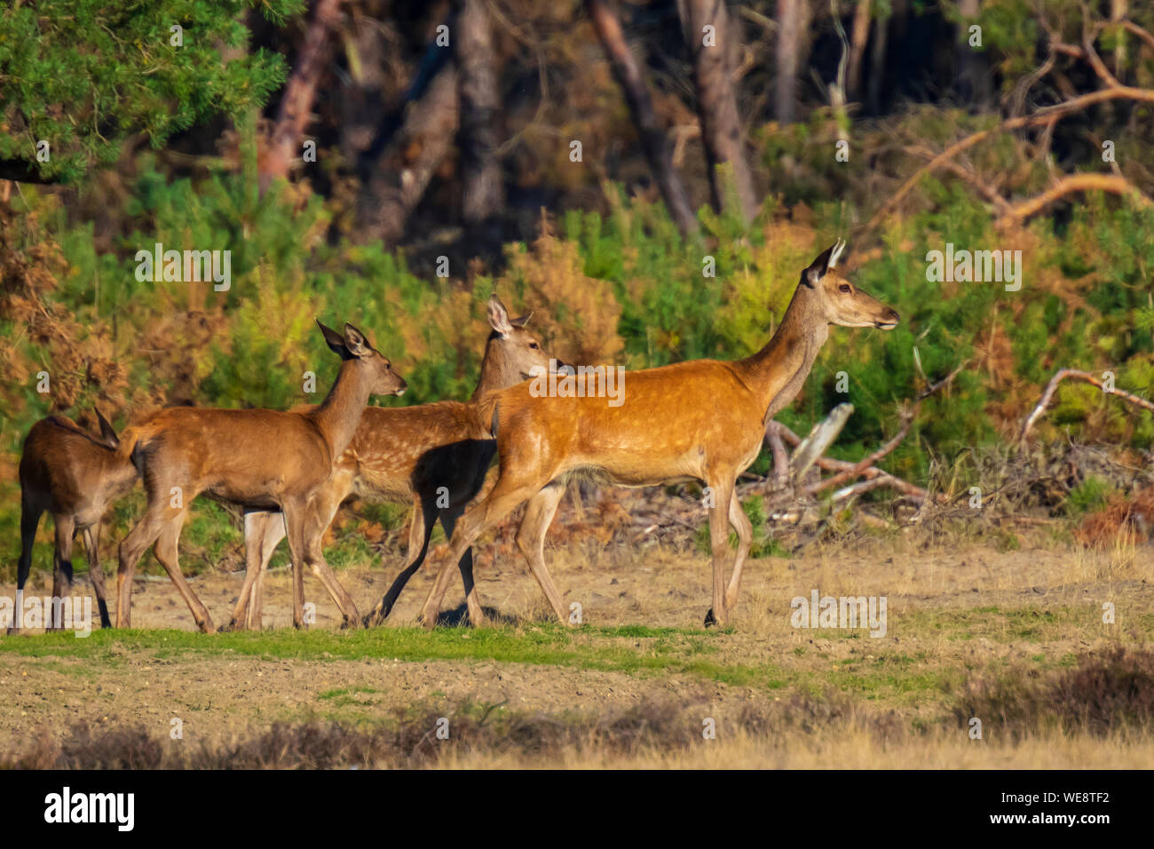 Female Red Deer doe or hind Cervus elaphus in a meadow with purple ...
