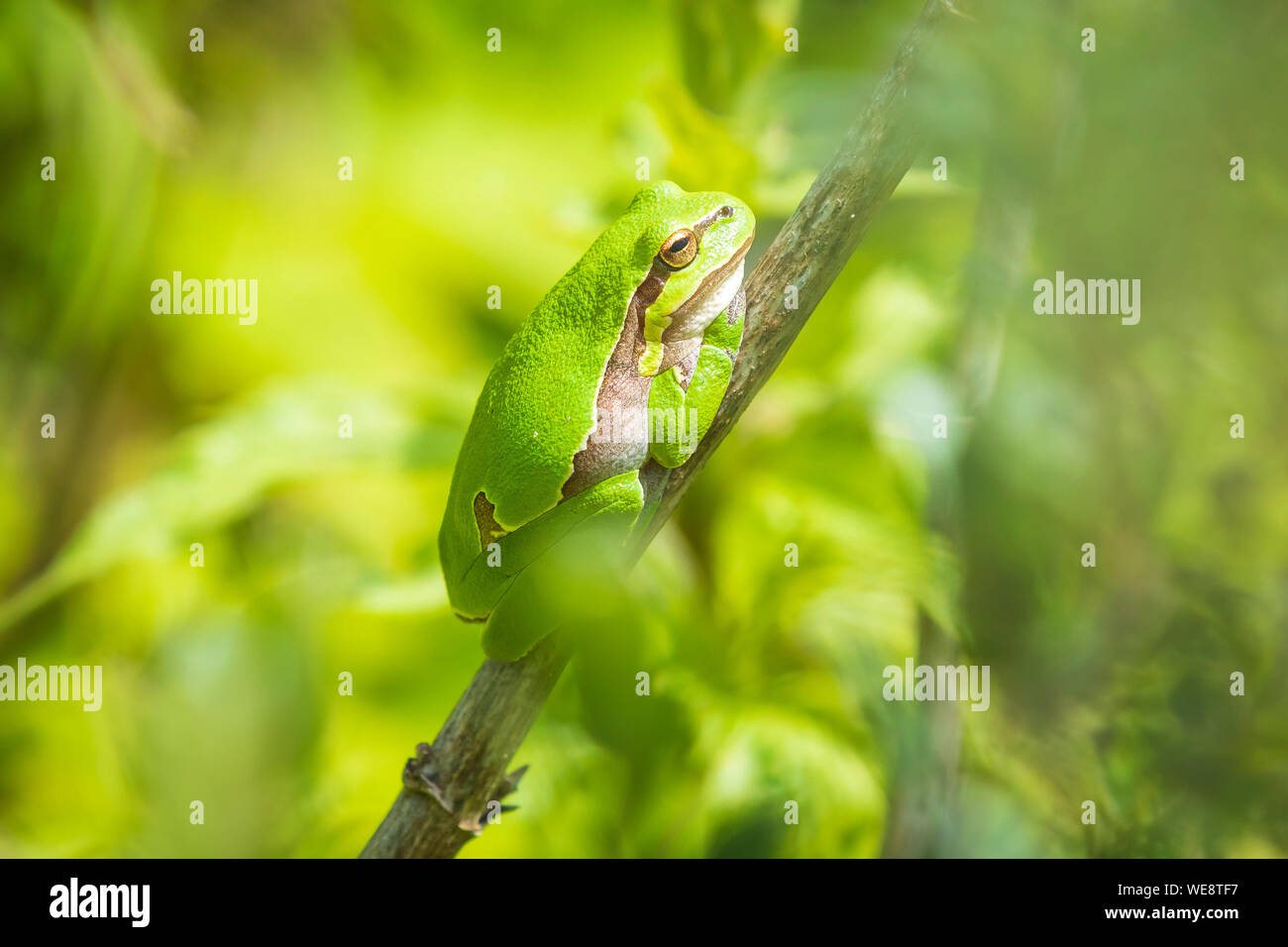 Closeup of a small European tree frog Hyla arborea, Rana arborea ...