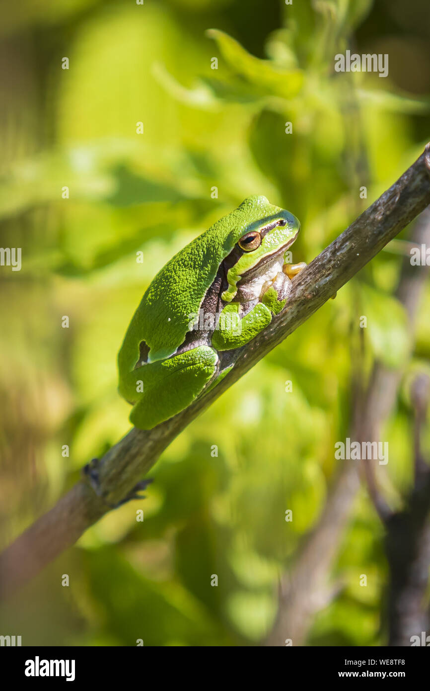 Closeup of a small European tree frog Hyla arborea, Rana arborea ...