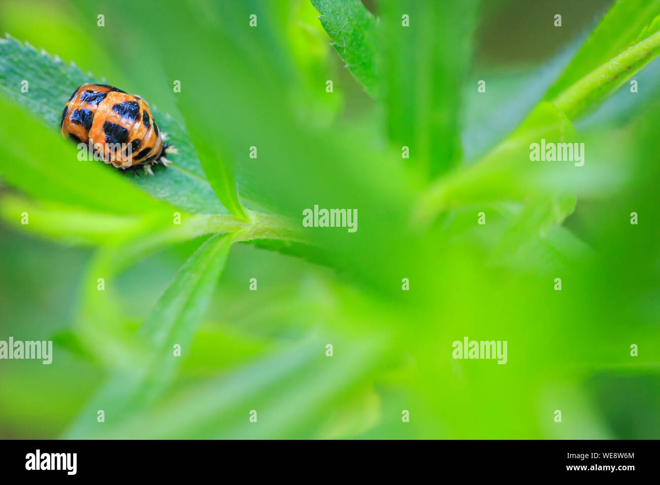 Larval Stage Of Ladybug High Resolution Stock Photography and Images ...