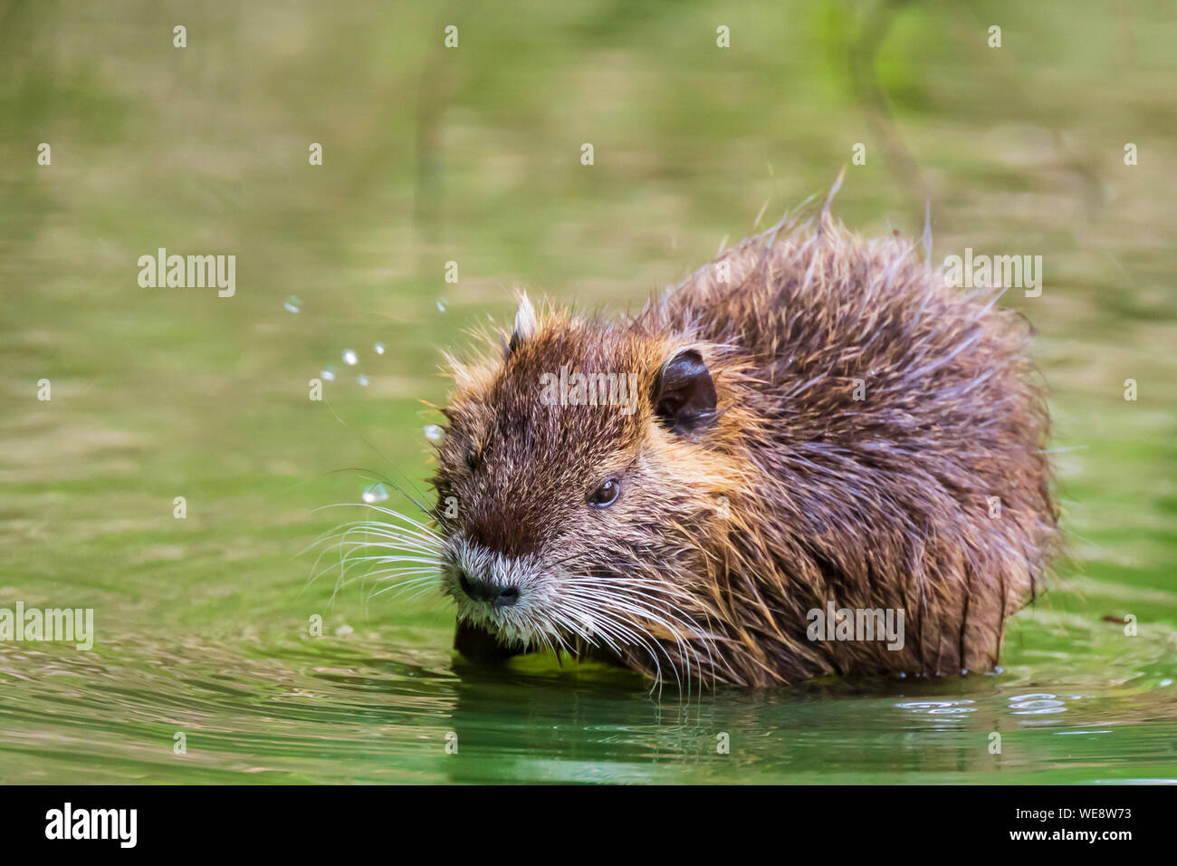 Muskrat Vs Nutria