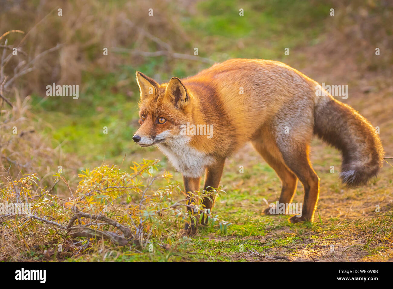 Wild red fox Vulpes Vulpes scavenging in a green meadow during sunset Stock Photo - Alamy
